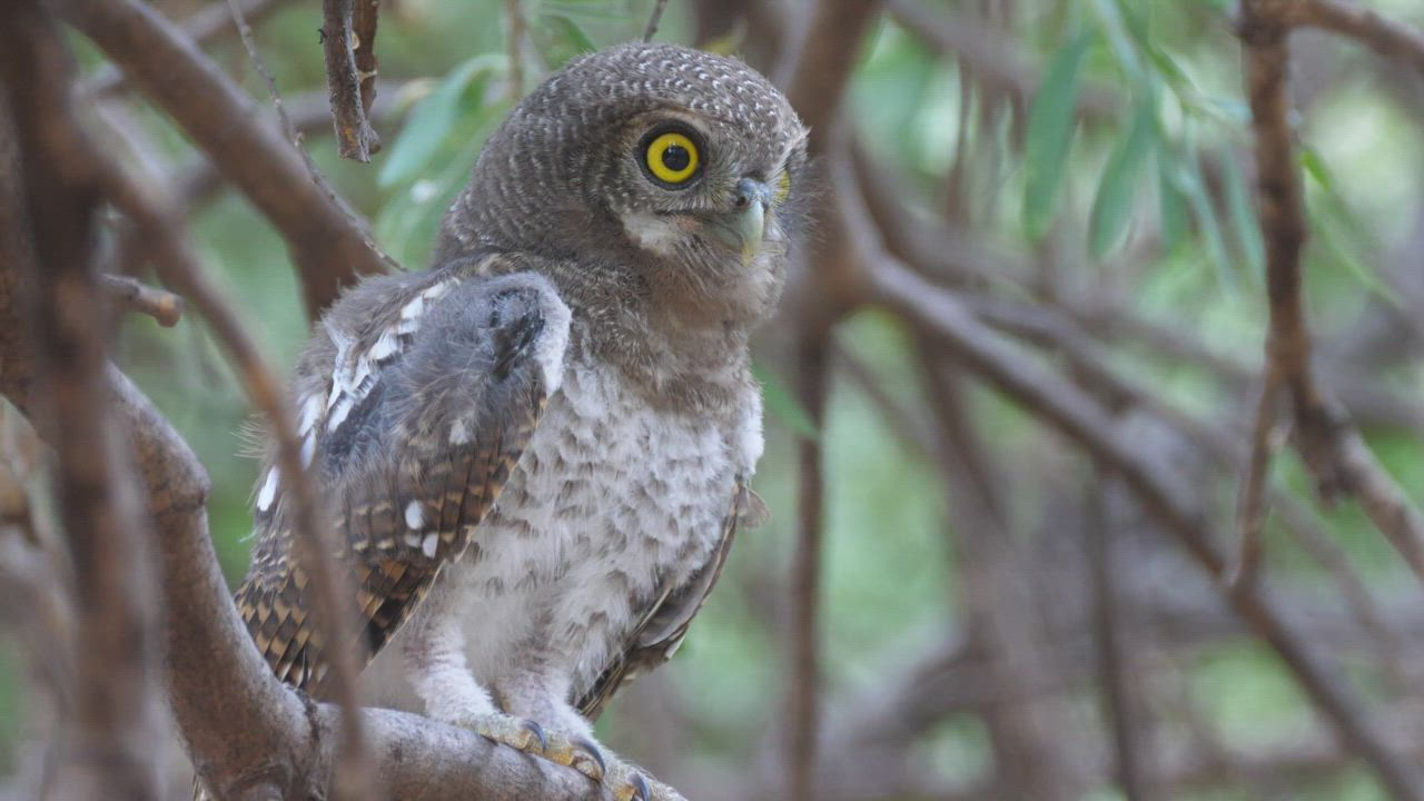 An owl singing on a tree branch - Free Stock Video