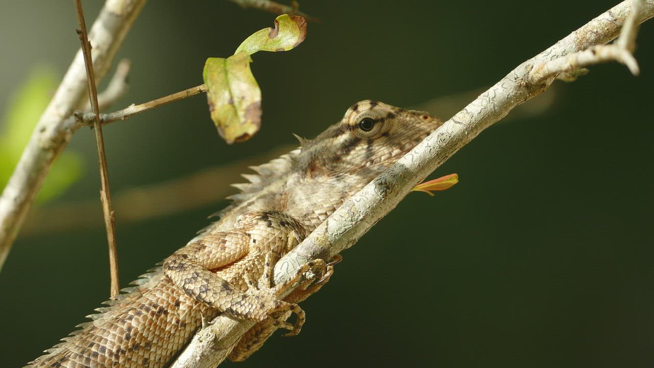 Chameleon resting on a branch - Free Stock Video
