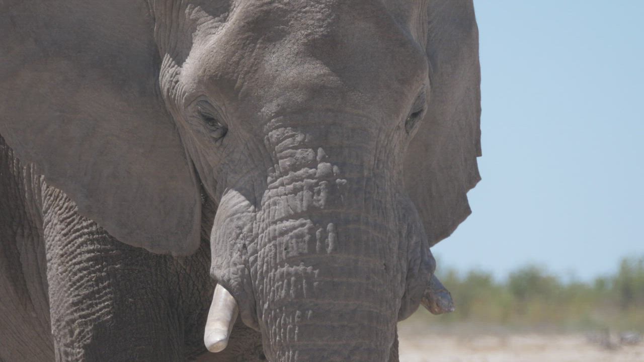 Closeup of an elephant under the sun - Free Stock Video