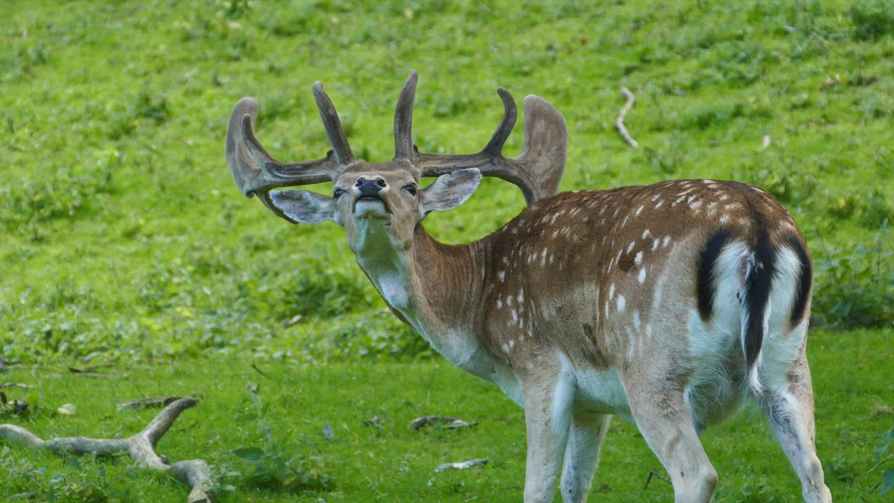 Deer scratch his back with his antler - Free Stock Video