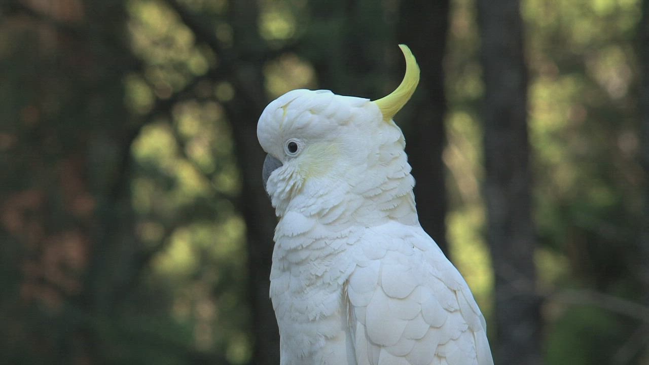 White parrot in the wild - Free Stock Video