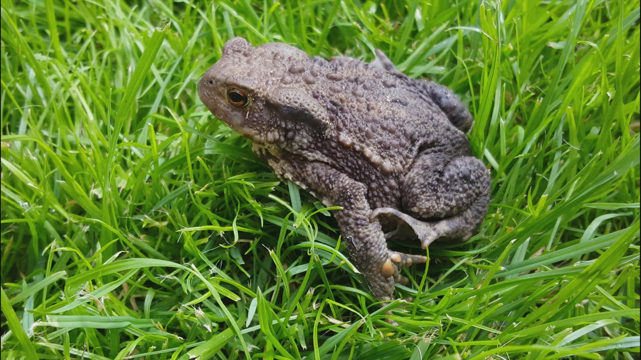 Toad resting in the grass - Free Stock Video