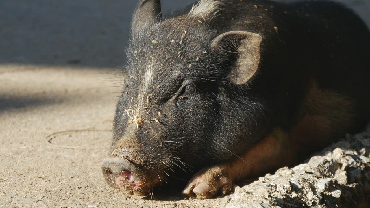 A pig resting on the street in the sun - Free Stock Video