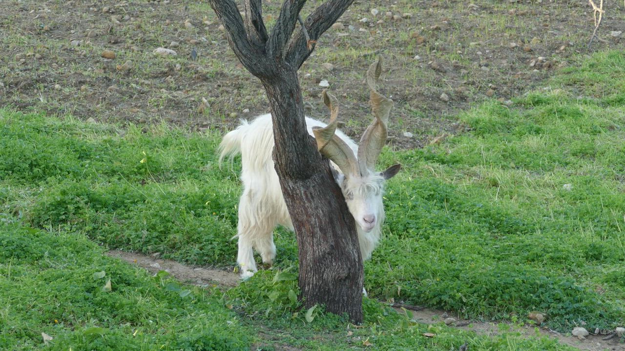 Goat scratching on a tree trunk - Free Stock Video