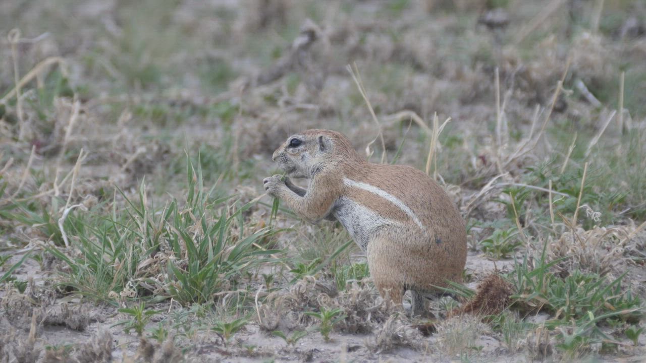 African ground squirrel eating grass - Free Stock Video
