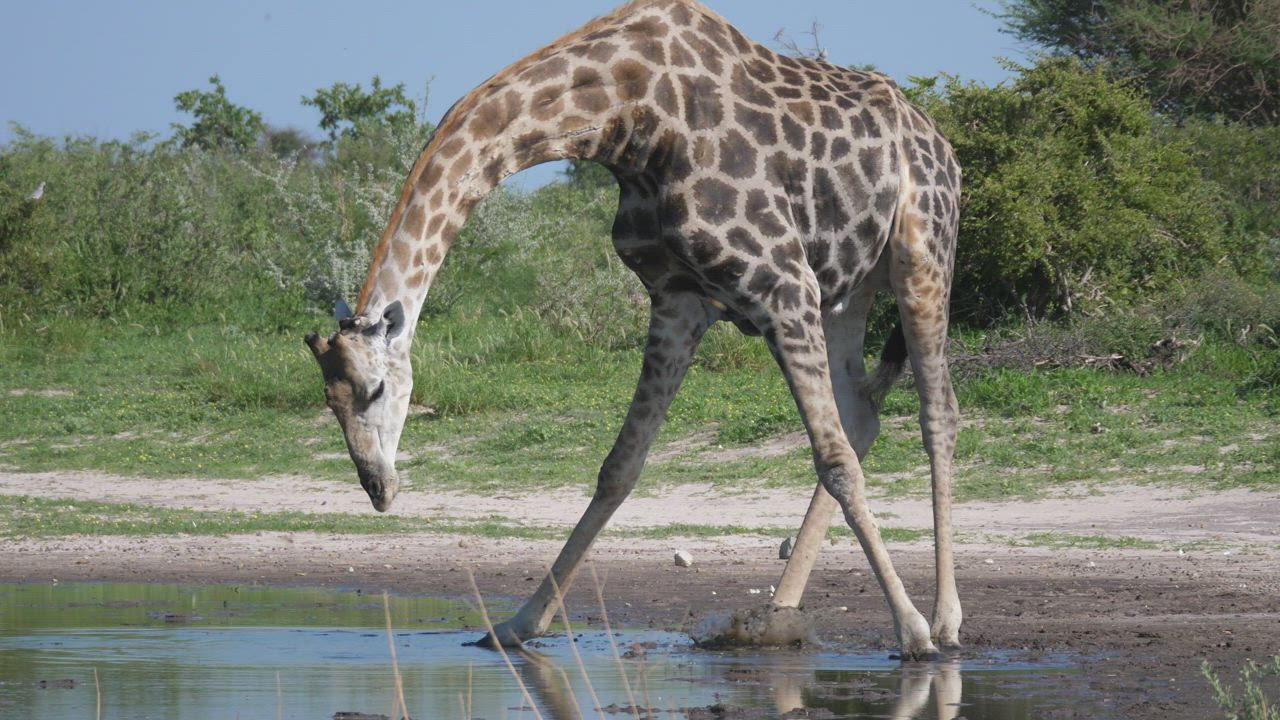 Giraffe drinking from a pond - Free Stock Video