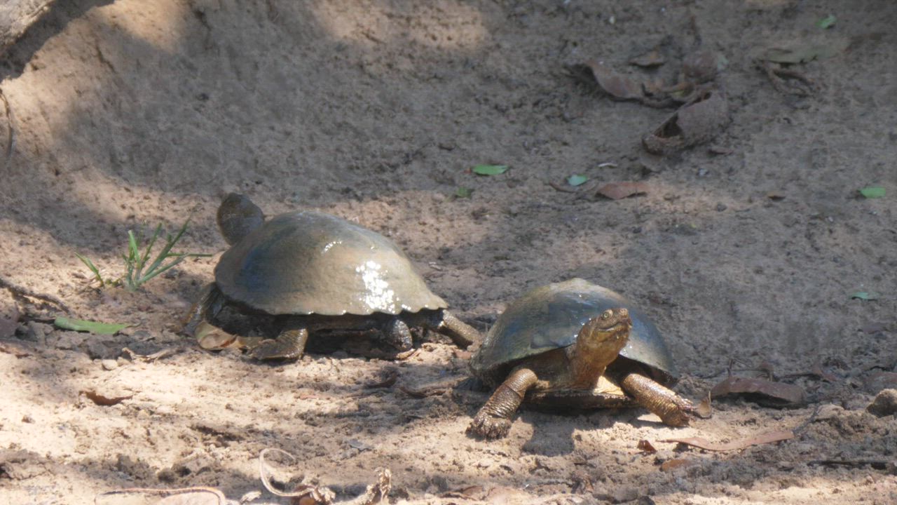Turtles resting on the ground - Free Stock Video