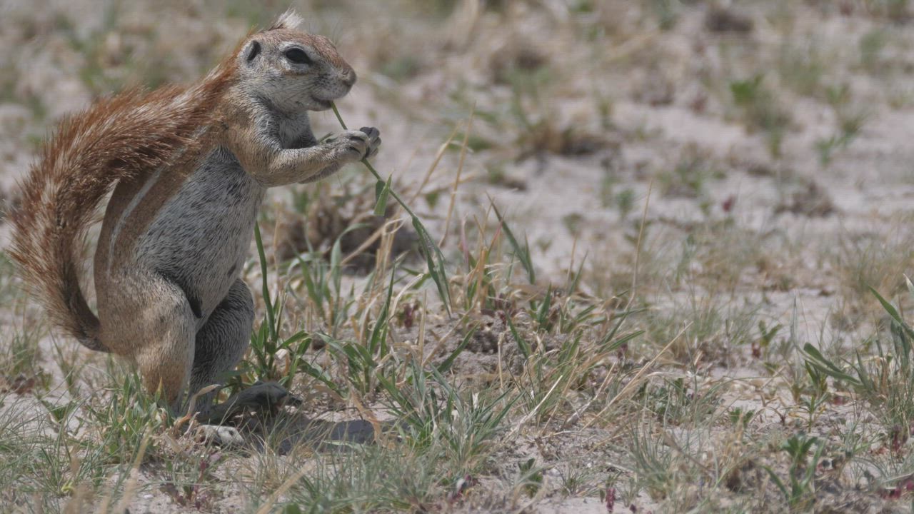Ground squirrel eating grass - Free Stock Video