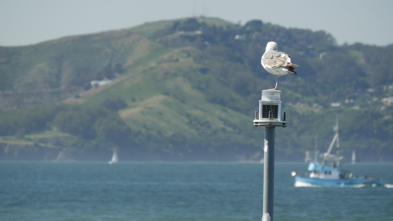 Seagull sitting on a lantern in the lake - Free Stock Video