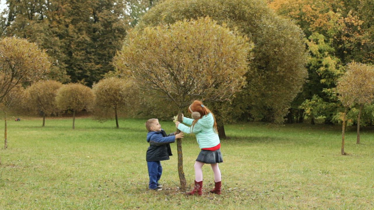 Children playing with a tree - Free Stock Video