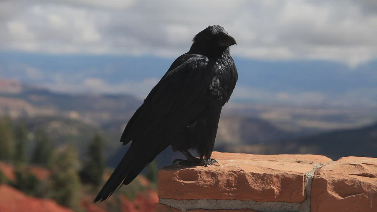 Crow resting in the breeze - Free Stock Video