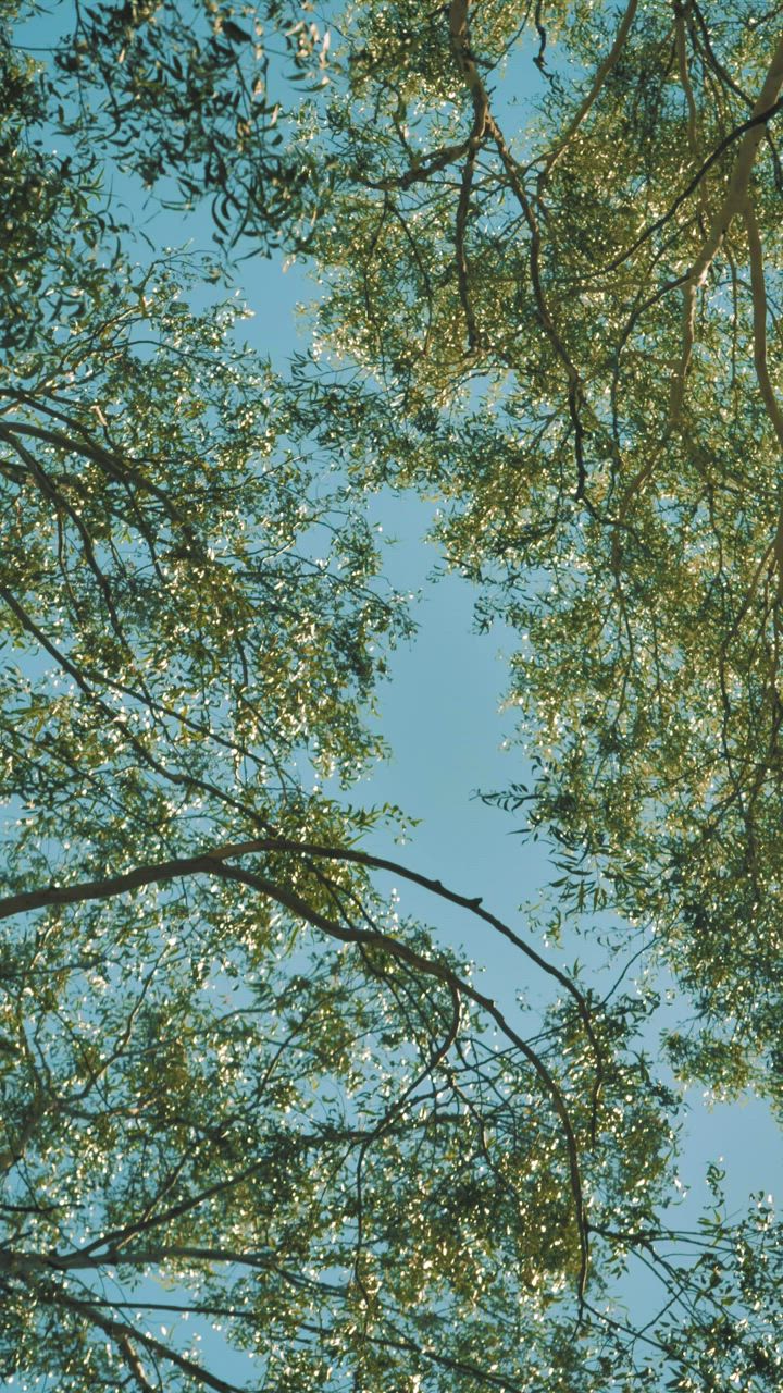 Tree branches in the breeze - Free Stock Video