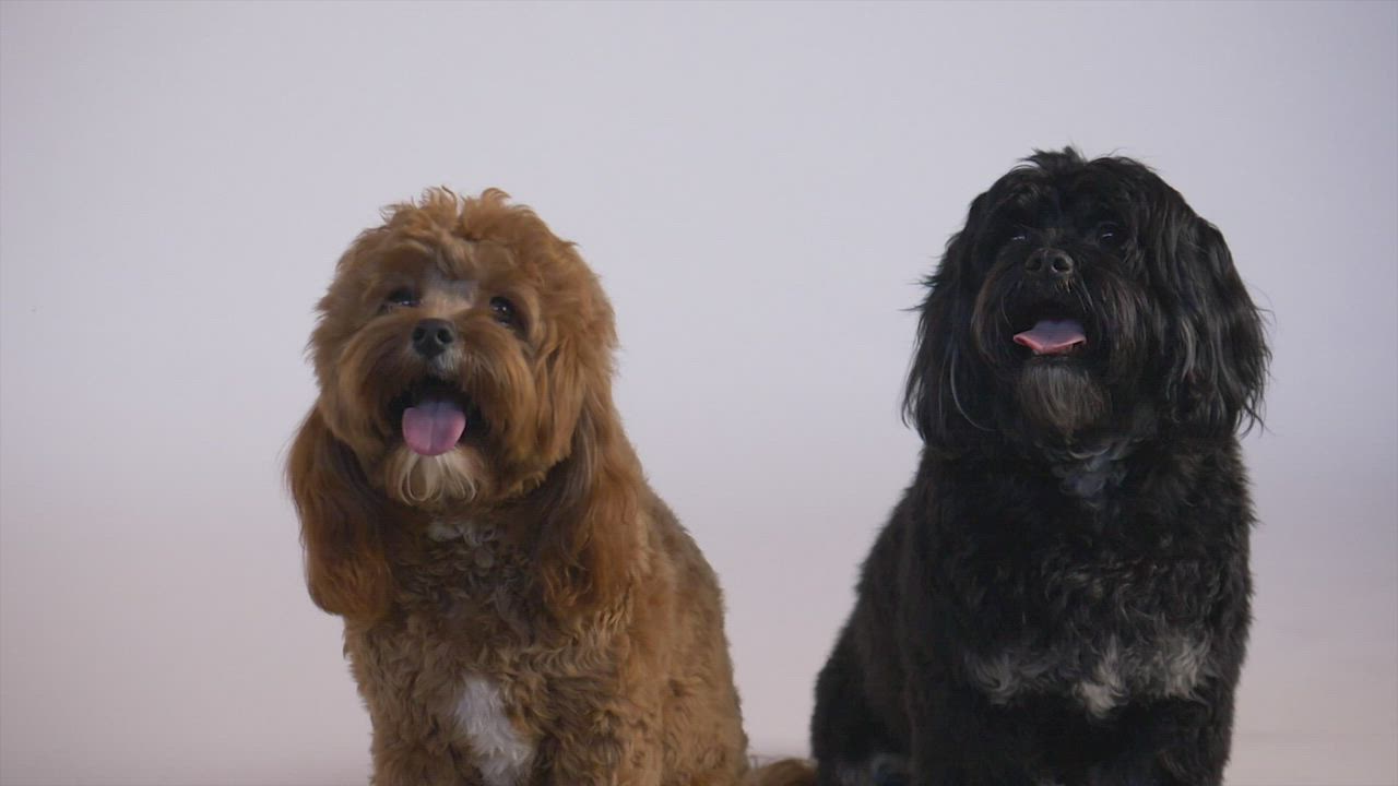 Two puppies side by side - Free Stock Video