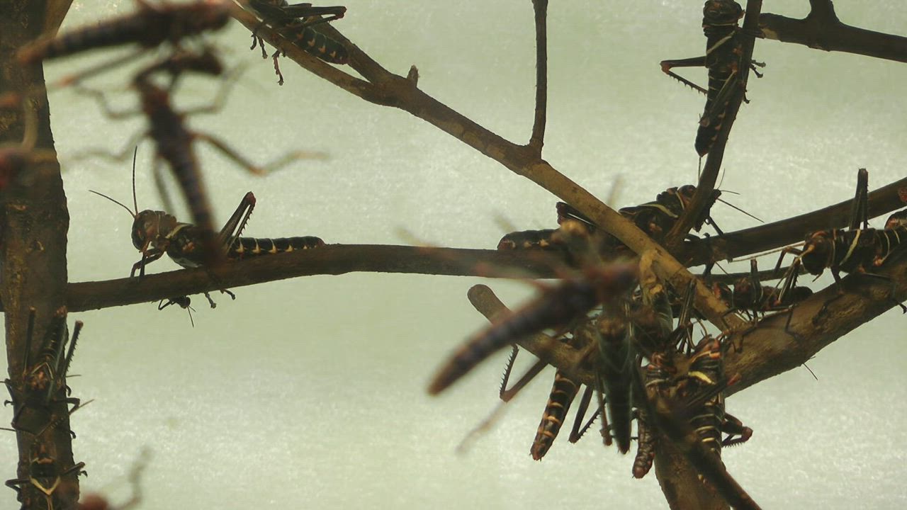 Locusts perched on branches - Free Stock Video