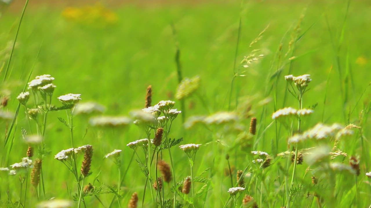 Insects flying in wild flowers - Free Stock Video