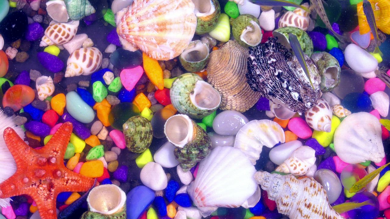 Tank full of fish and sea shells - Free Stock Video