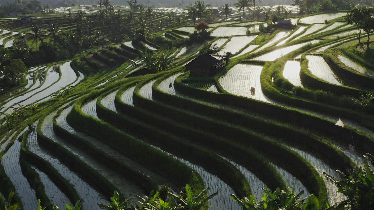 Aerial view of tiered Indonesian rice paddys in sunlight - Free Stock Video