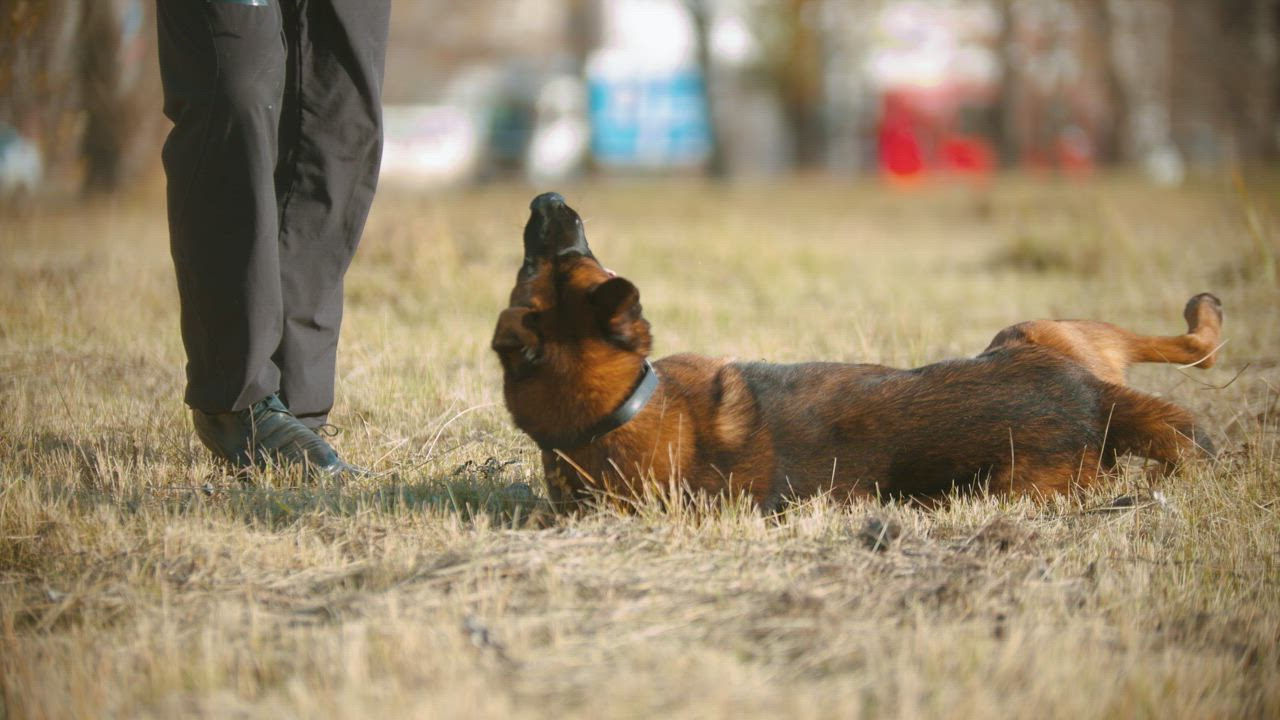 A German shepherd dog rolling over - Free Stock Video
