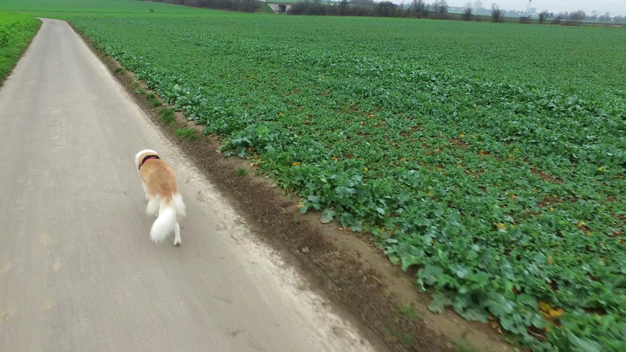 Dog walking along crop fields - Free Stock Video