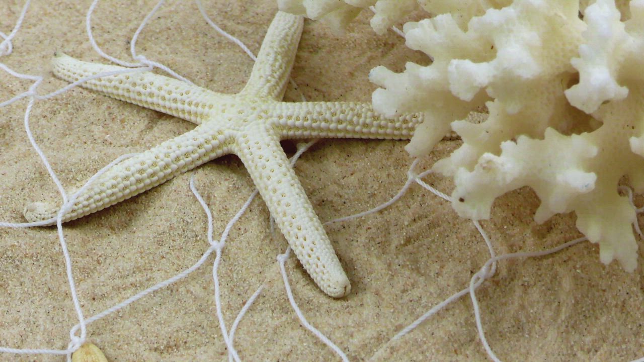 Starfish and a small coral on the fishing net in the sand - Free Stock ...