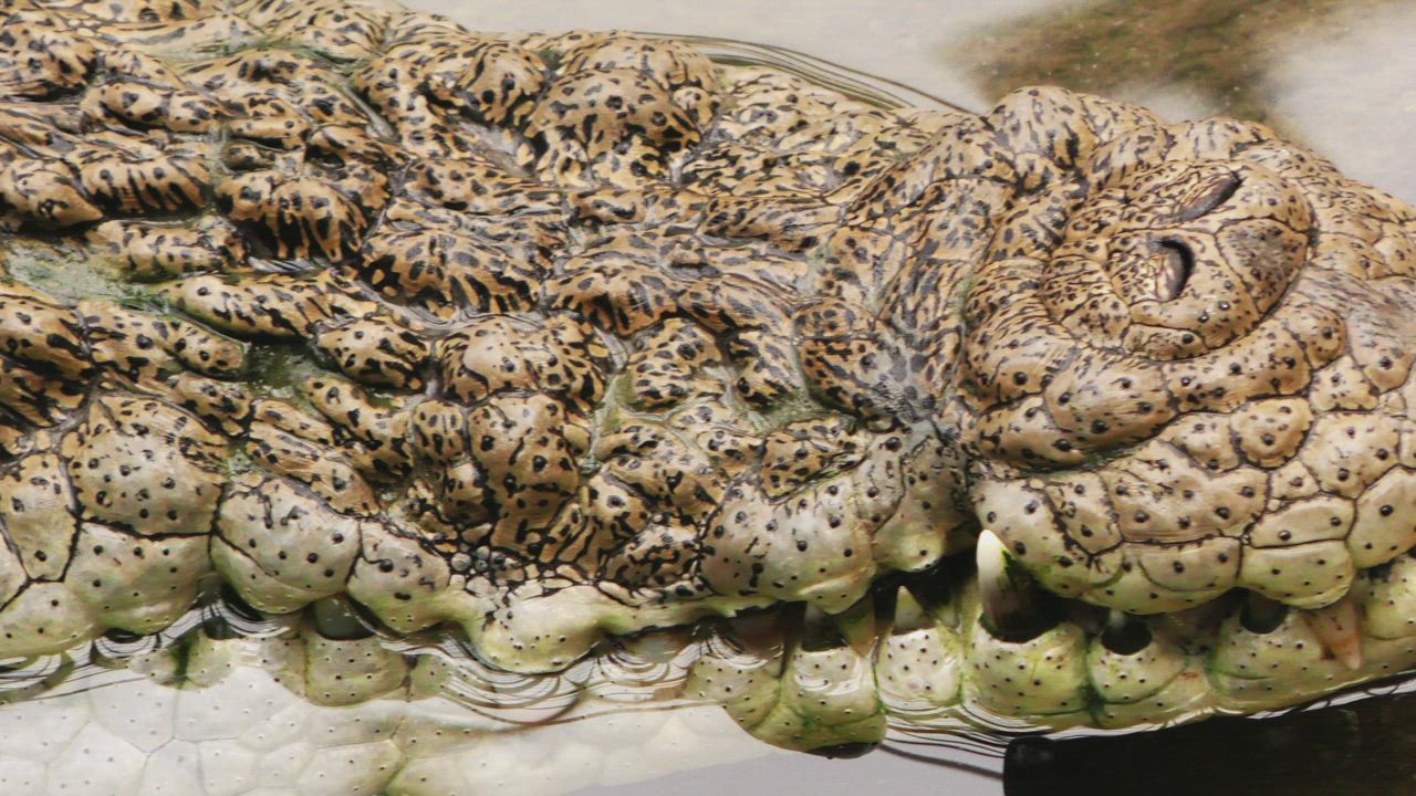 Close up of an Alligator's skin texture - Free Stock Video