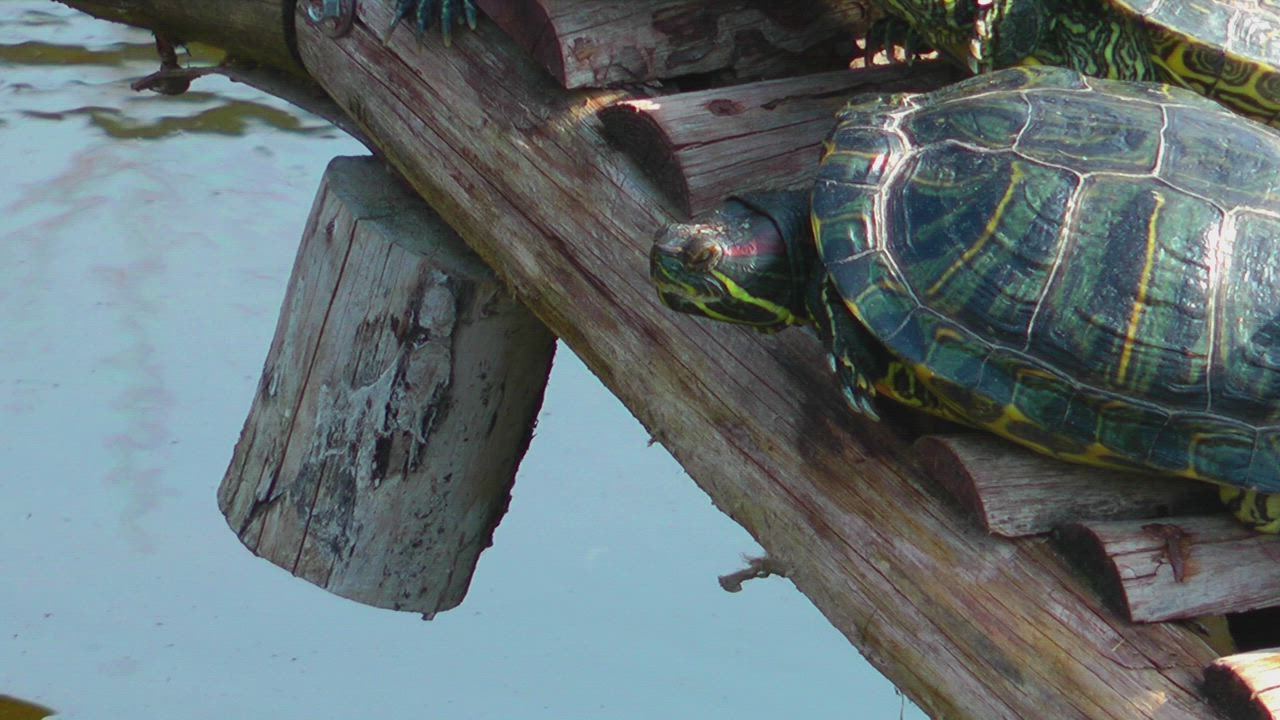 Turtles on a little wooden bridge - Free Stock Video