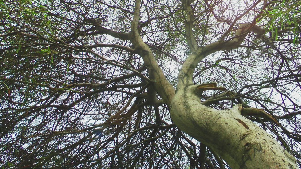 Tree full of branches seen from below - Free Stock Video