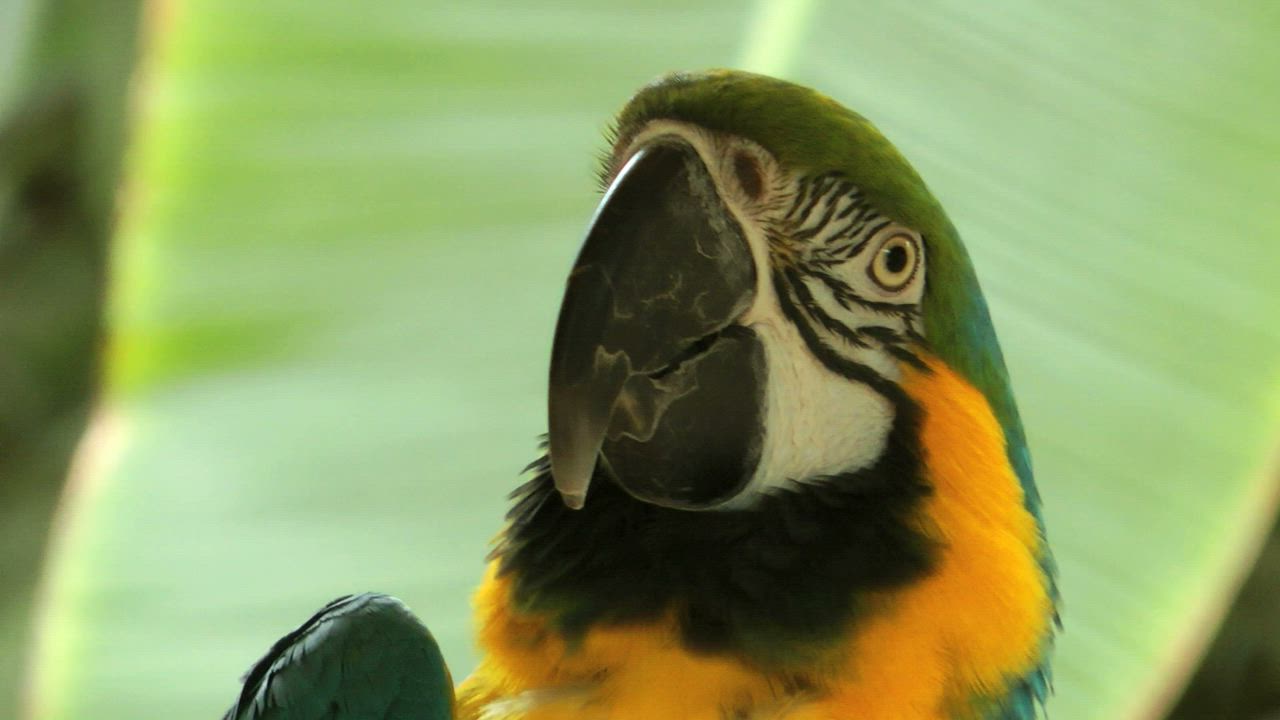 Close up of a parrot in nature - Free Stock Video