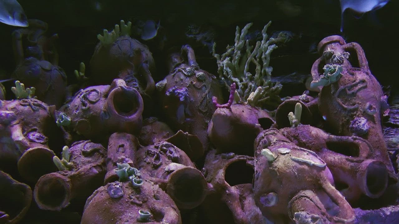 Dark tank with silver fish swimming - Free Stock Video