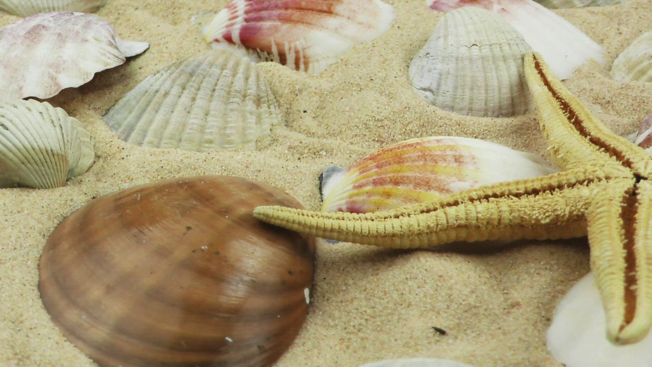 Starfish and shells on the seabed - Free Stock Video