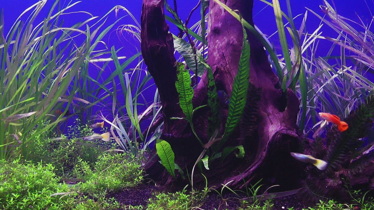 Tank with fish and marine flora - Free Stock Video