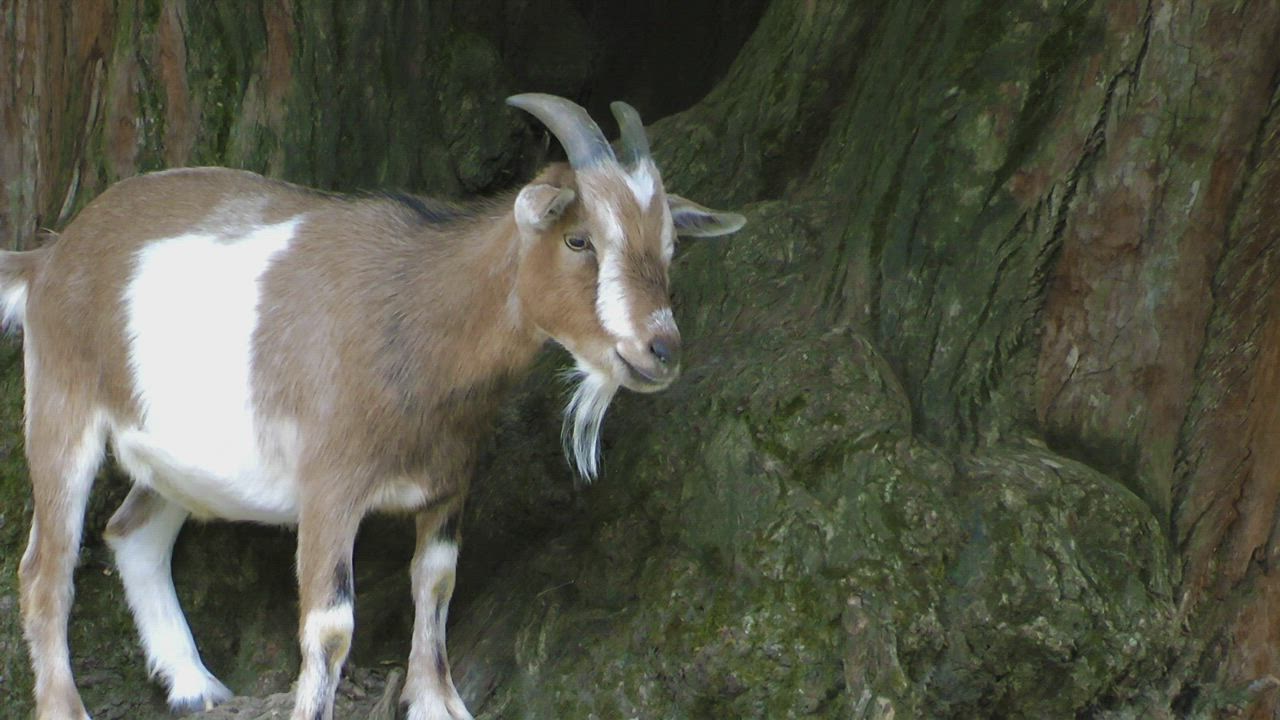 Goat with small horns - Free Stock Video