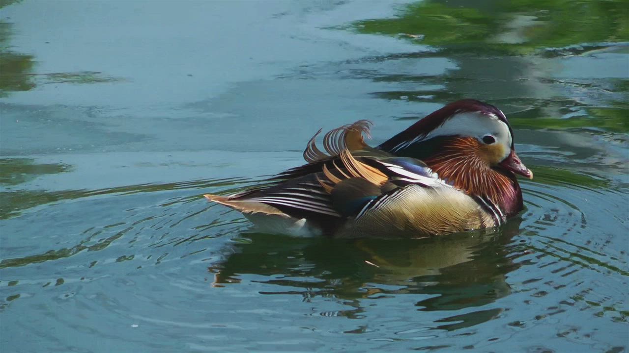 Duck drinking water in the lake - Free Stock Video