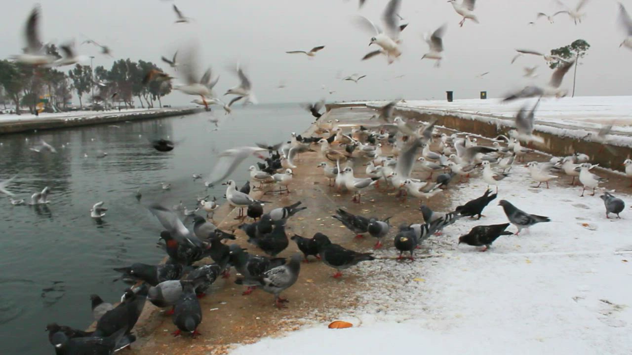 Pigeons feeding in the cold winter - Free Stock Video