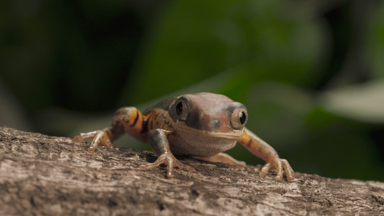 Frog breathing at nature - Free Stock Video
