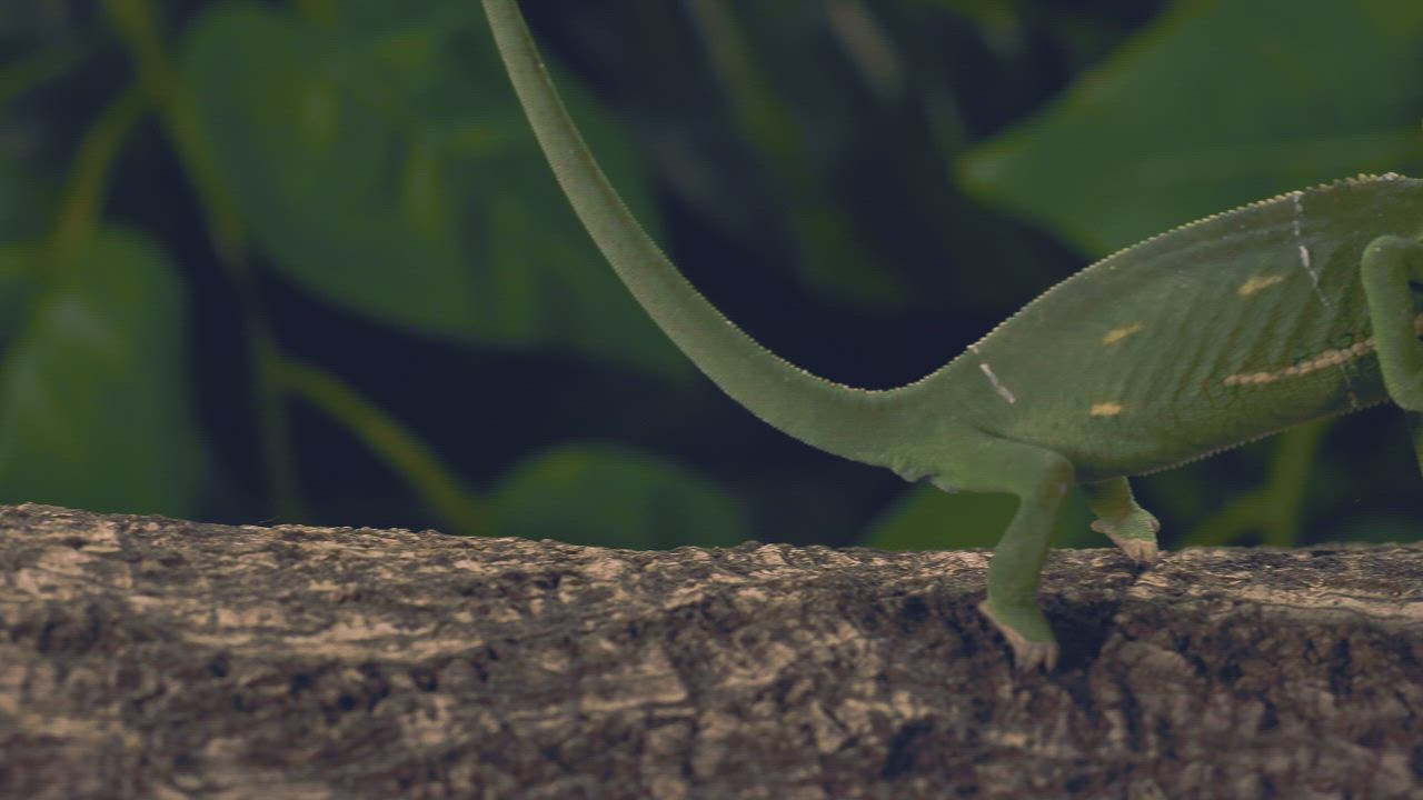 Green chameleon standing on a log - Free Stock Video