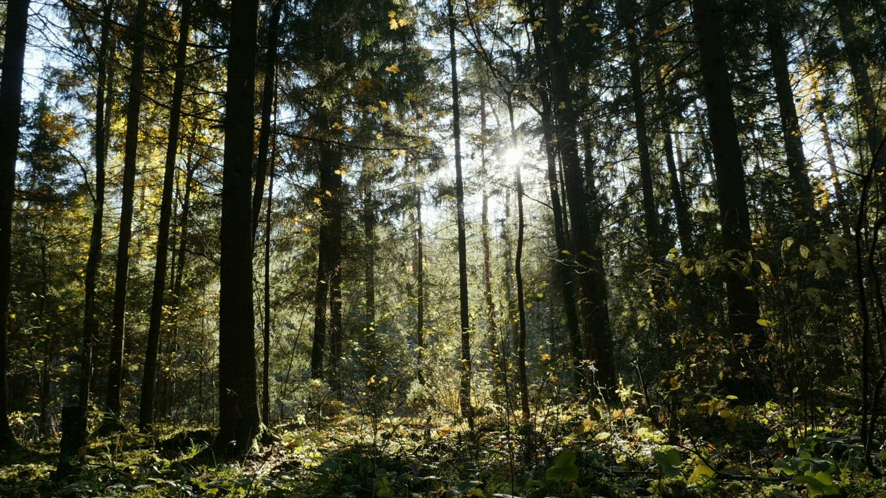 Forest full of plants, landscape - Free Stock Video