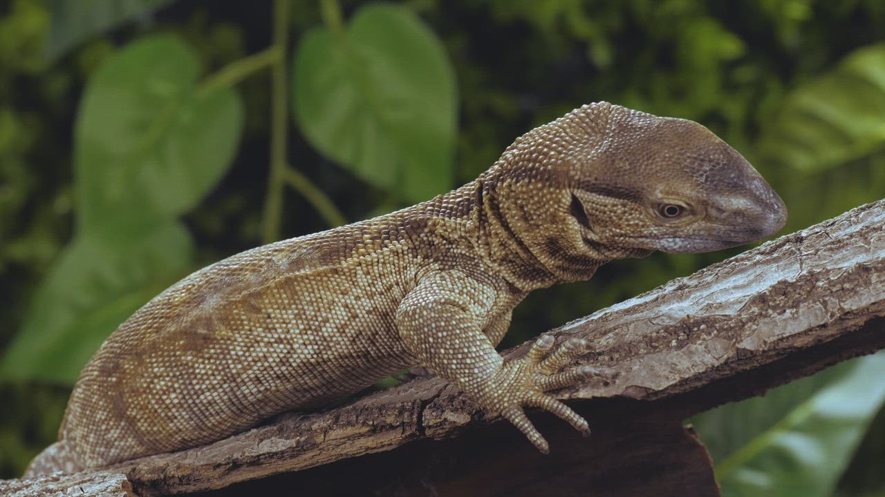 Lizard resting on a trunk closeup in slow motion - Free Stock Video