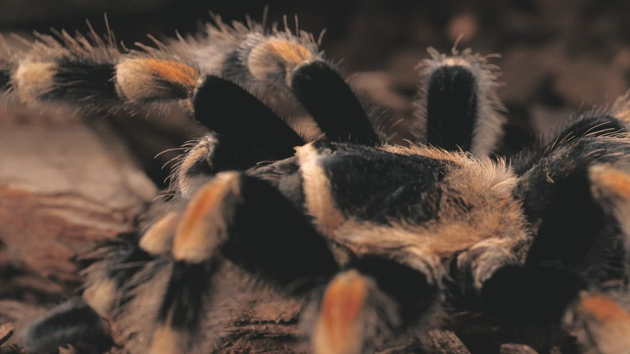 Tarantula walking, close up - Free Stock Video