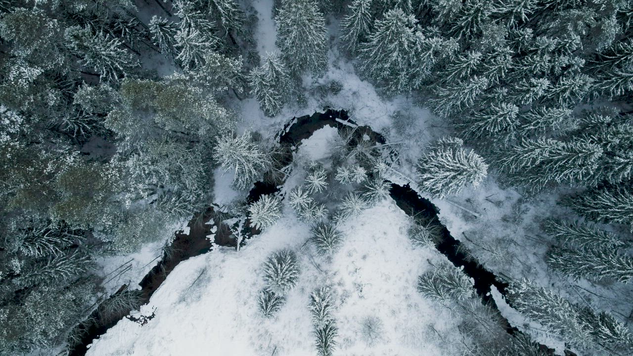 Winter forest covered in snow, top aerial shot - Free Stock Video