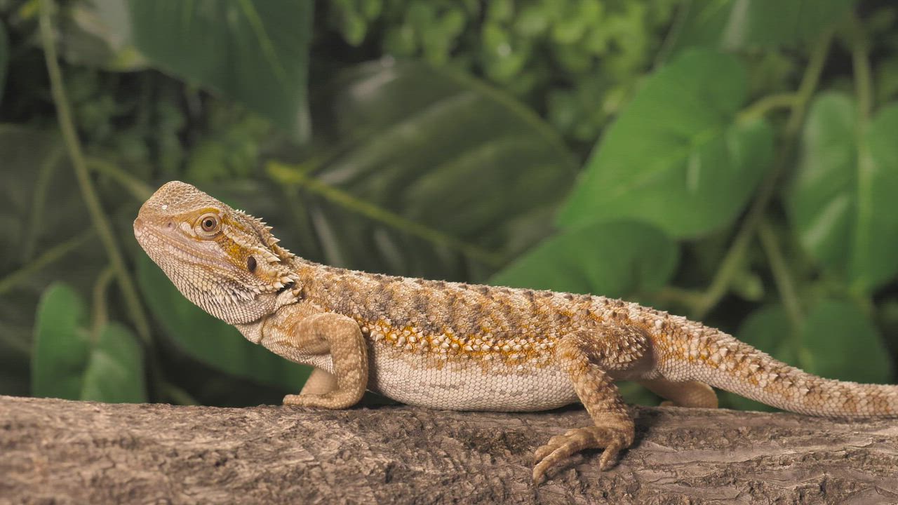 Lizard looking for dinner in nature - Free Stock Video