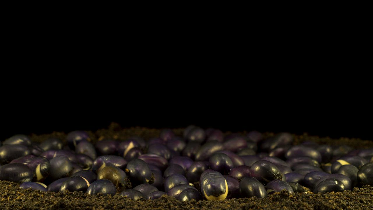 Plants growing in fast motion - Free Stock Video