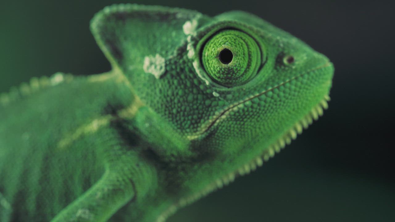 Green vailed chameleon seen from one side - Free Stock Video