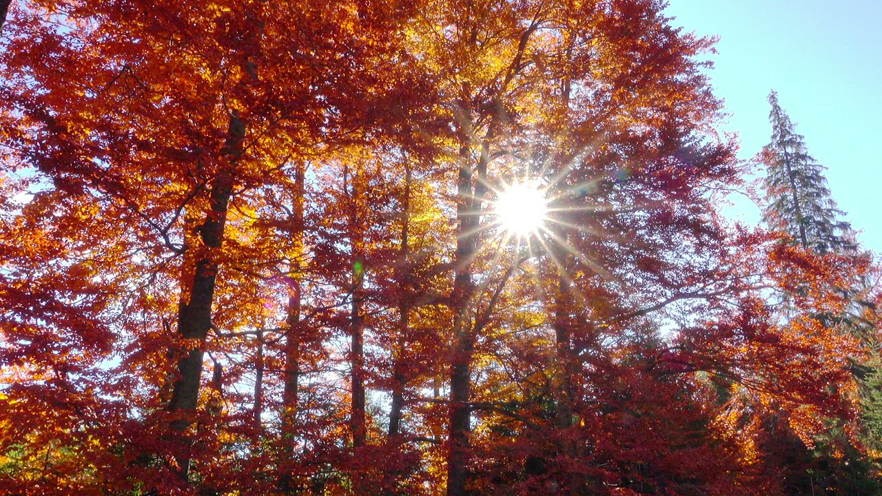 Autumn forest trees with sunshine - Free Stock Video