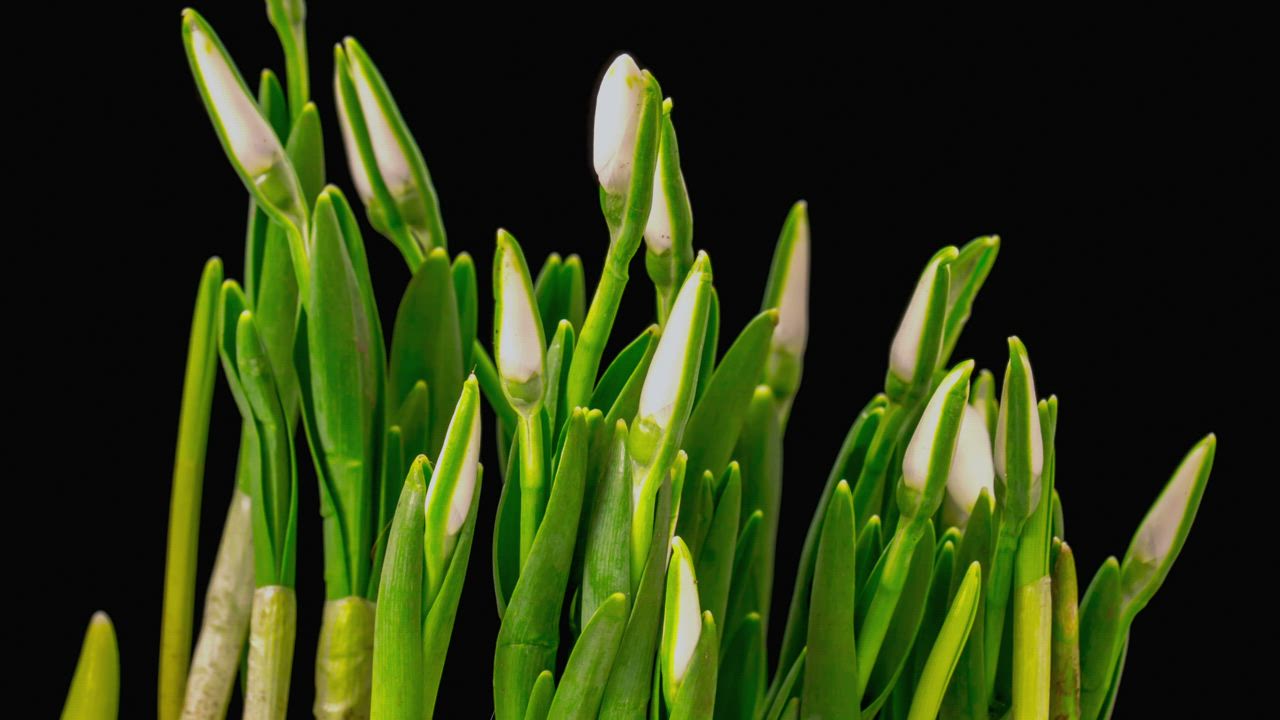 Flower plant with cocoons growing - Free Stock Video