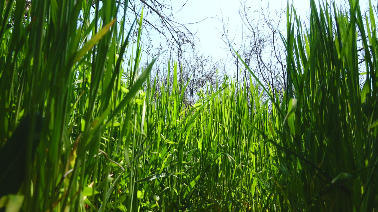 Tall grass growing in Spring - Free Stock Video