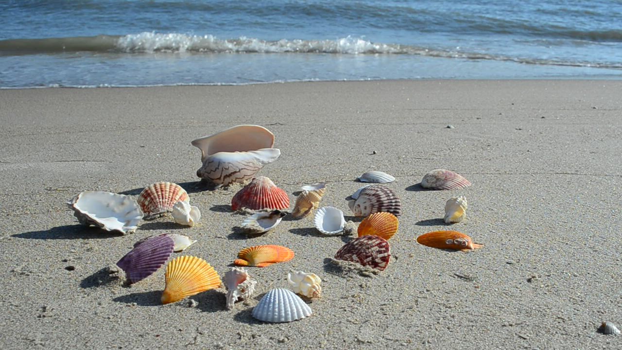 Shells on the shore - Free Stock Video