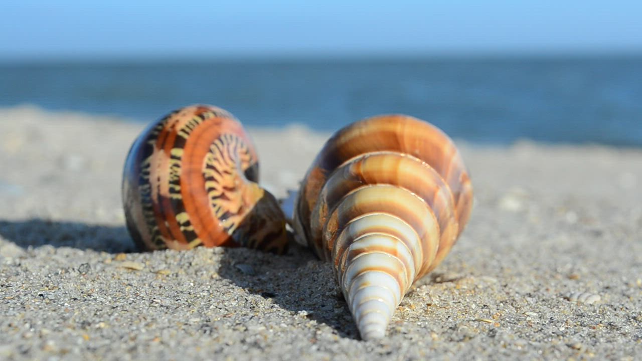 Empty shells on the beach - Free Stock Video