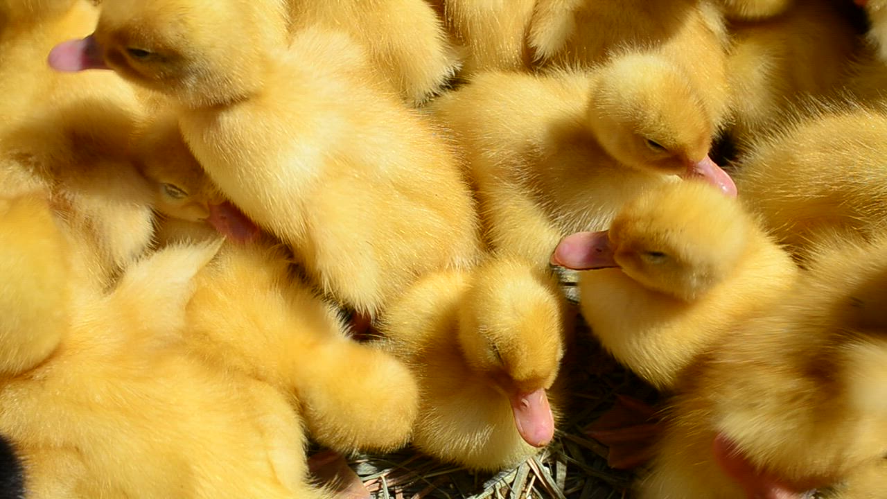 Baby birds nesting together - Free Stock Video