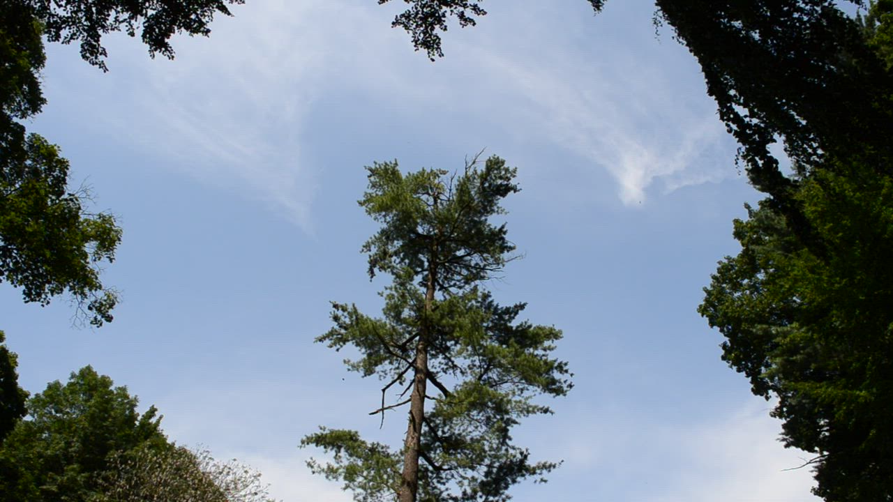 Bird flying through tall trees - Free Stock Video